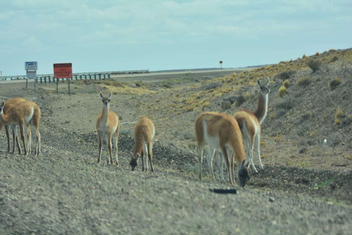 Ruta N°3: solicitan precaución por presencia de guanacos, ya hubo 4 ...